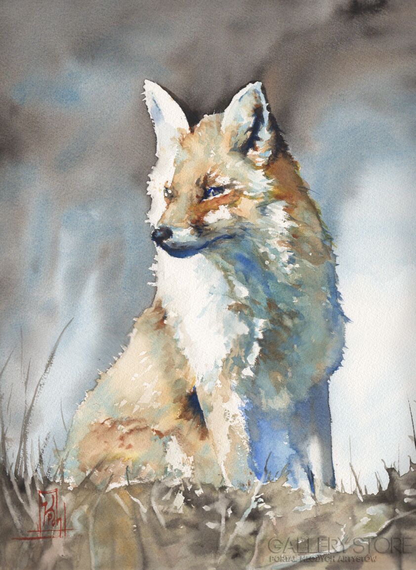 Akwarela - Młody lis - Klaudiusz Pohl - Gallerystore.pl